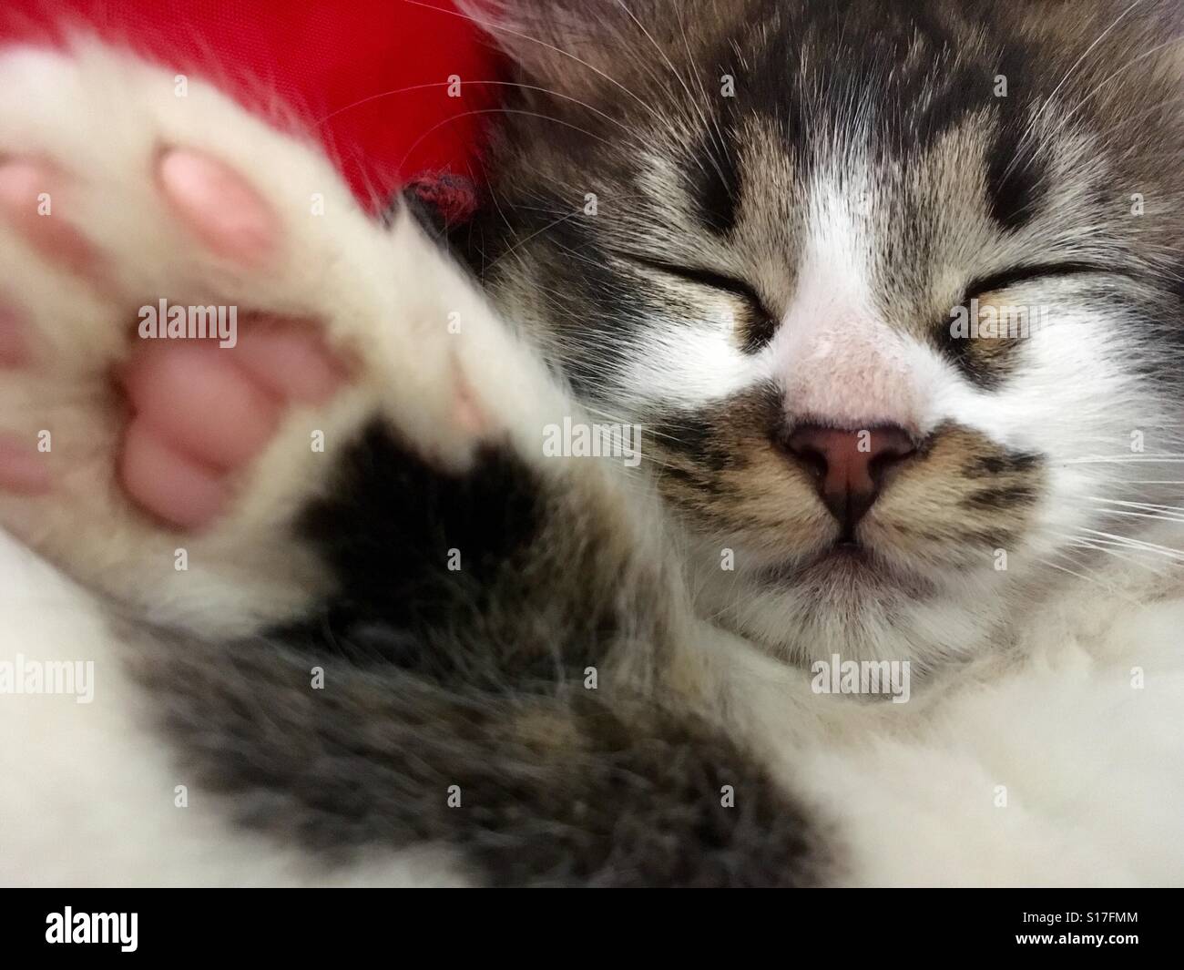 Kitty lazy hi-res stock photography and images - Alamy