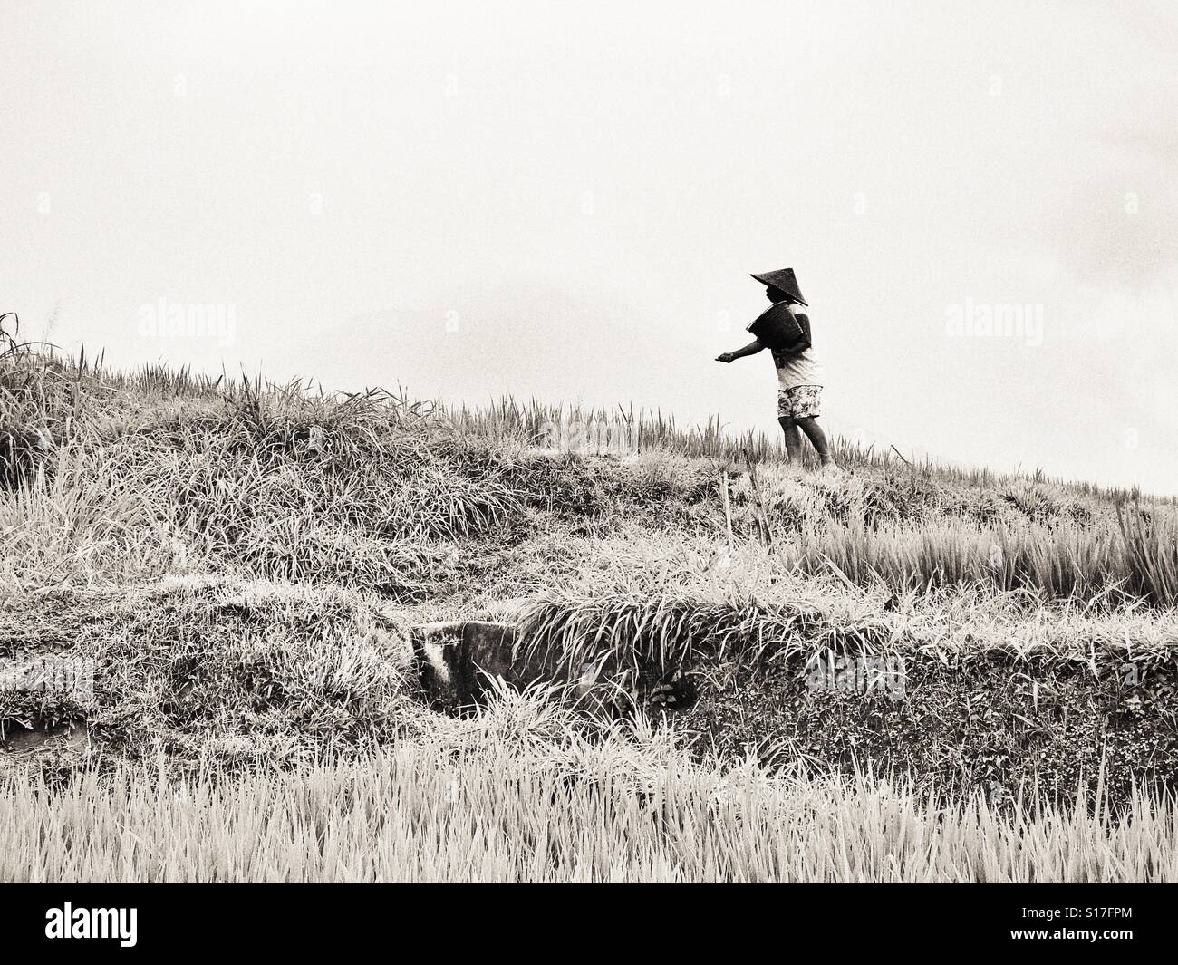 Black rice field hi-res stock photography and images - Alamy