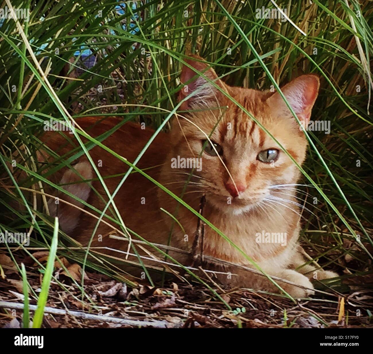 Ginger cat in grass Stock Photo - Alamy