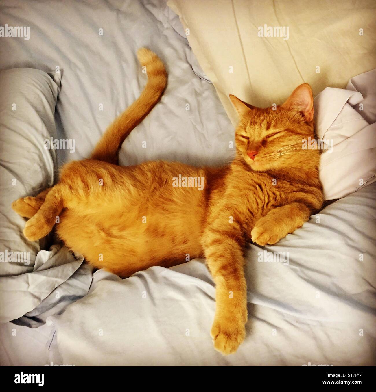 Ginger cat sleeping on bed hi-res stock photography and images - Alamy