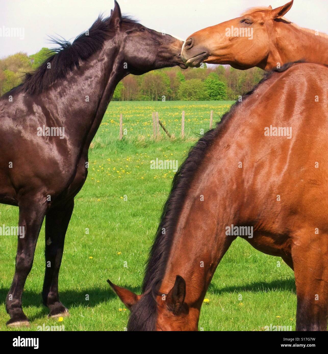 Horsing around hi-res stock photography and images - Alamy