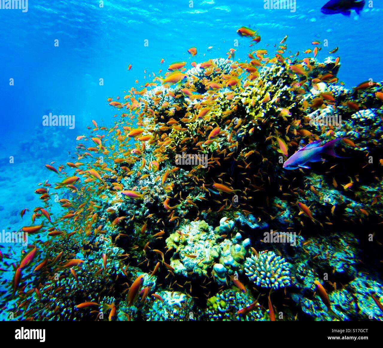 Corals in Red Sea Stock Photo - Alamy