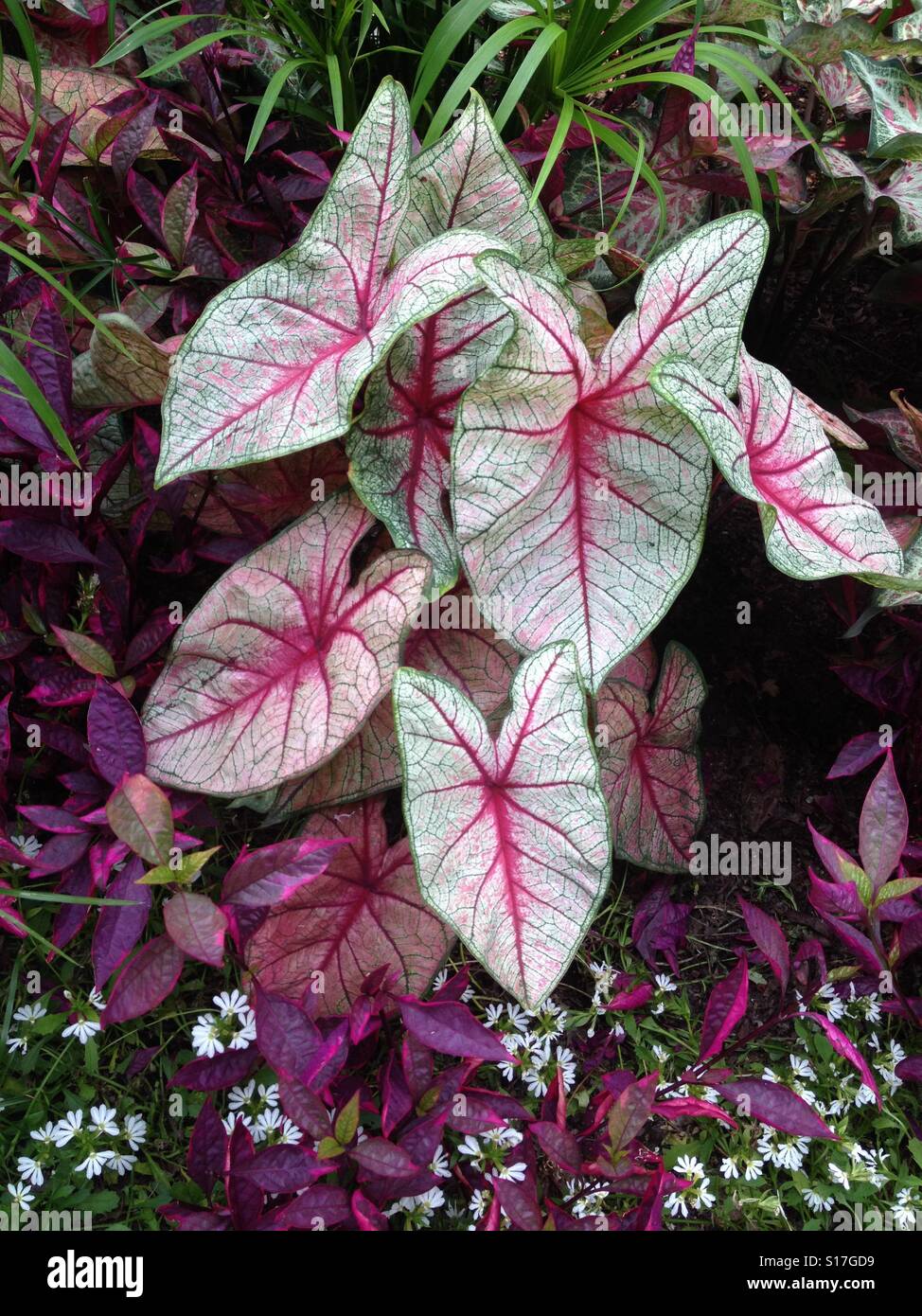 Caladiums hi-res stock photography and images - Alamy