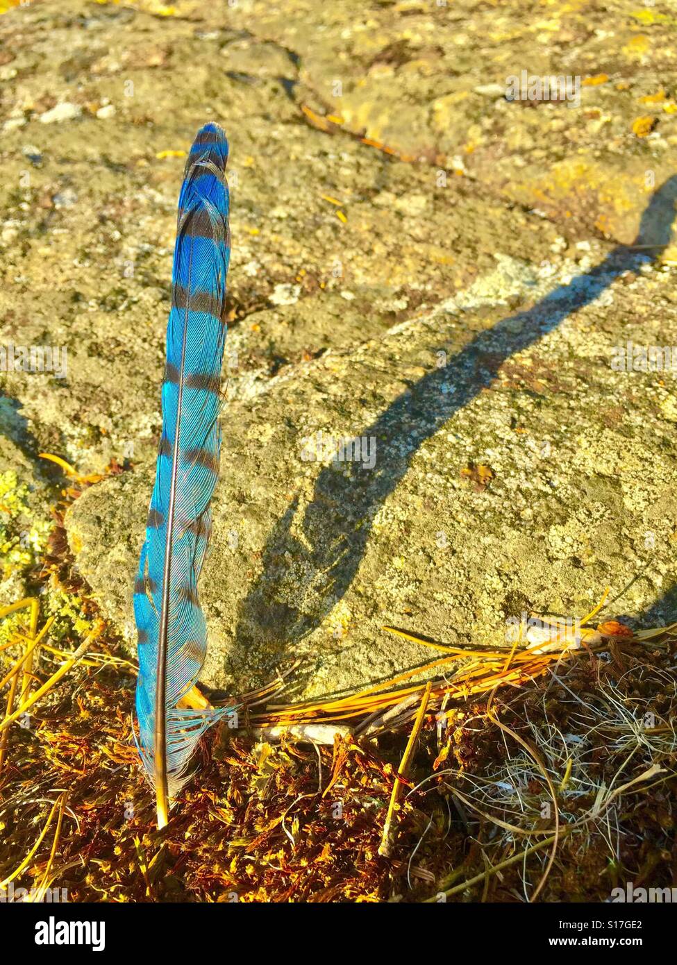 Blue Jay Feather At Sunny Rock Outcrop Stock Photo - Alamy