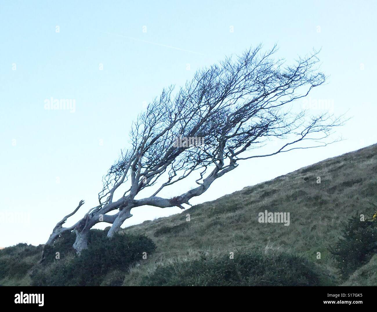 Tree slump hi-res stock photography and images - Alamy