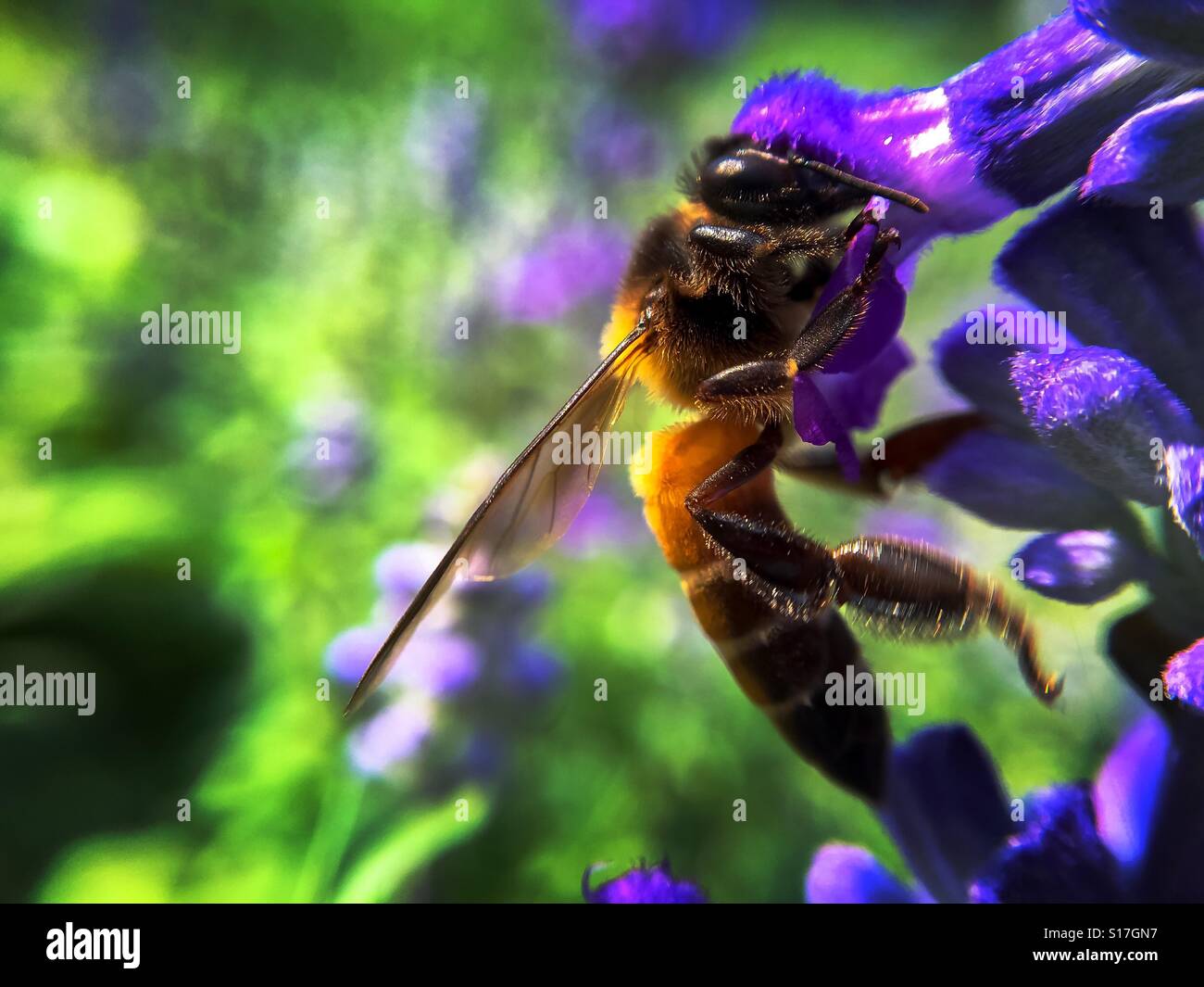 Close up a little bee on flowers Stock Photo - Alamy