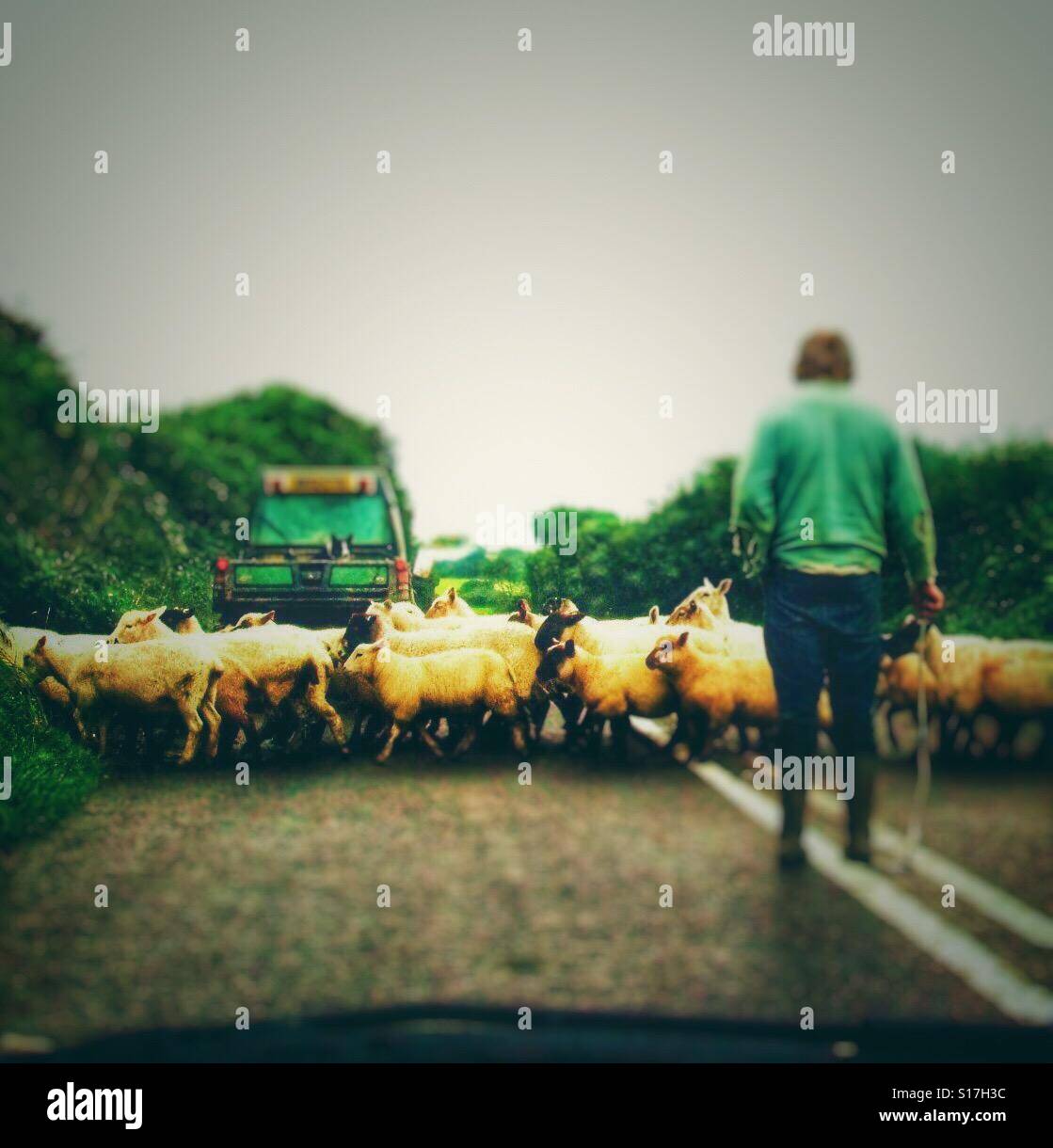 Modern day Shepherd herding Sheep across a road in Cornwall Stock Photo ...