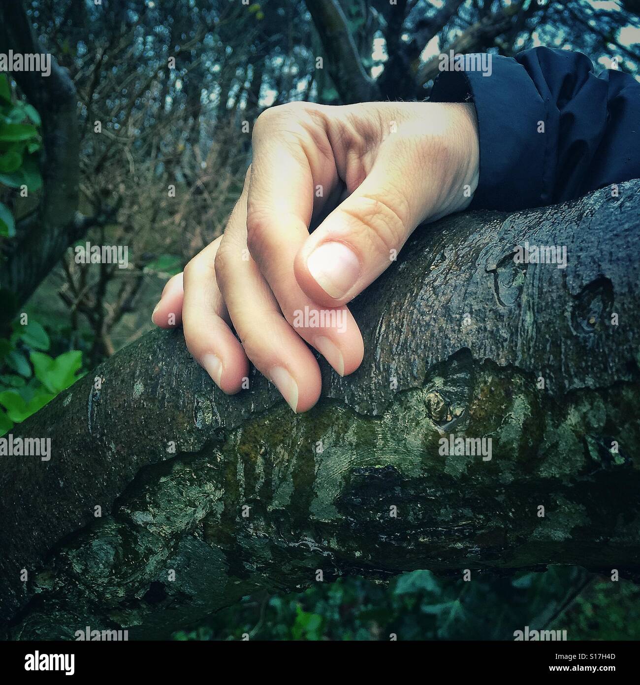 Tree branch support hi-res stock photography and images - Alamy