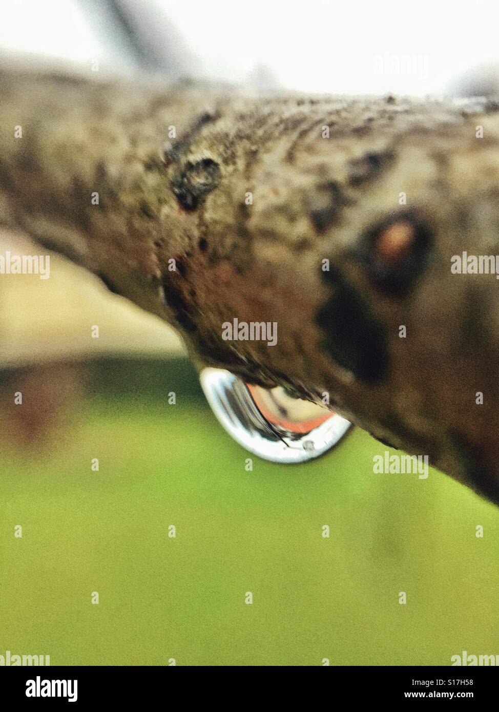 Rain drop hanging from branch Stock Photo - Alamy