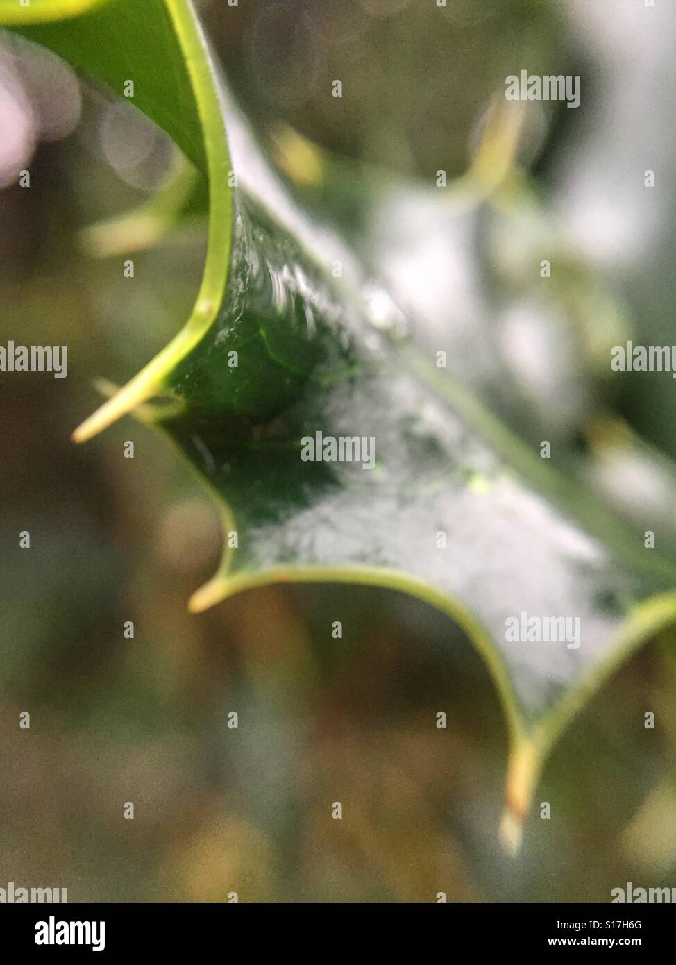 Holly leaf close up tree hi-res stock photography and images - Alamy