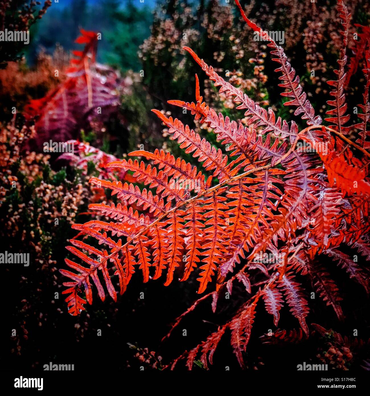 Dying fern leaf Stock Photo - Alamy