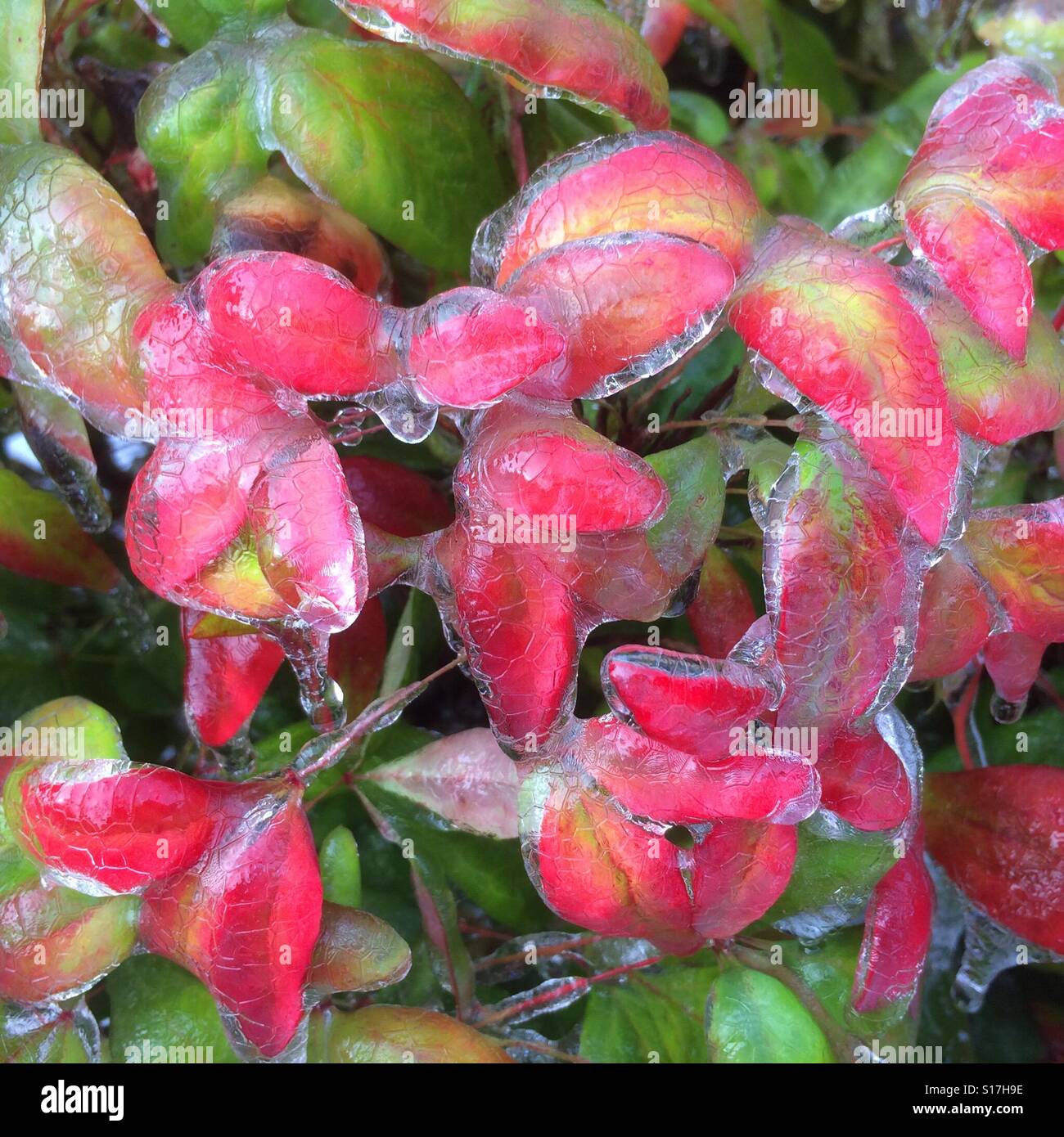 Freezing rain on fall leaves, winter, Oregon Stock Photo - Alamy