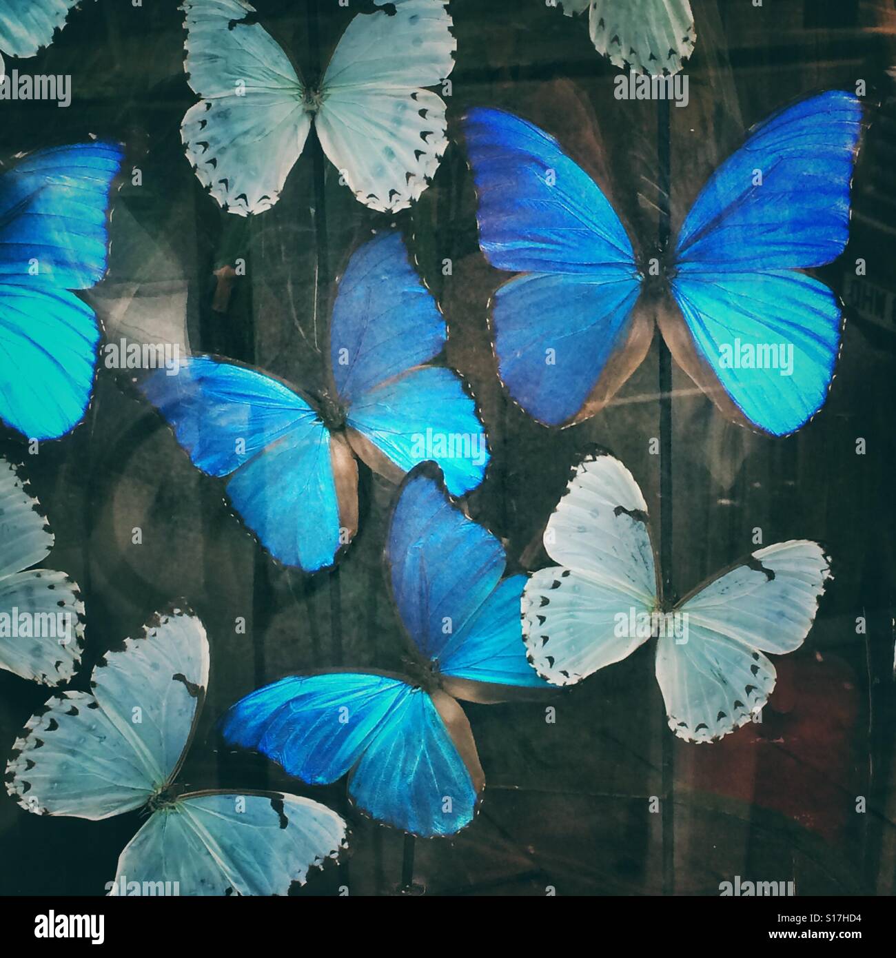 Blue glowing butterfly hi-res stock photography and images - Alamy