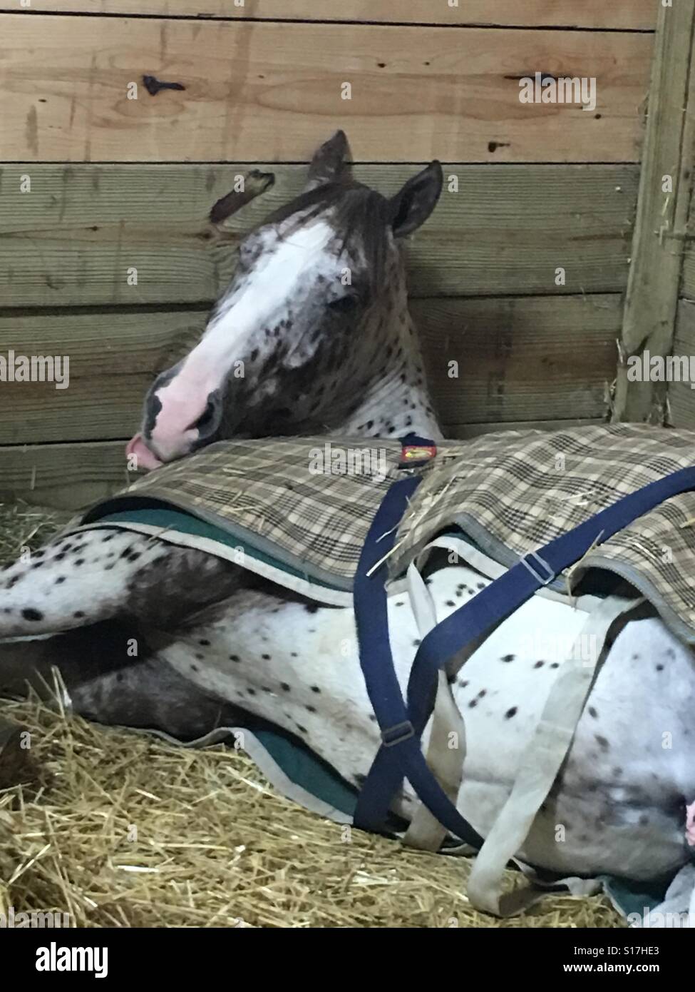 Horse sleeping stall hi-res stock photography and images - Alamy