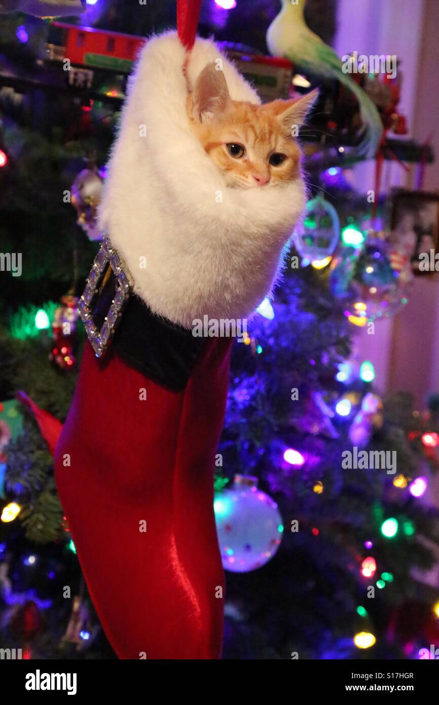 Cat stocking hi-res stock photography and images - Alamy
