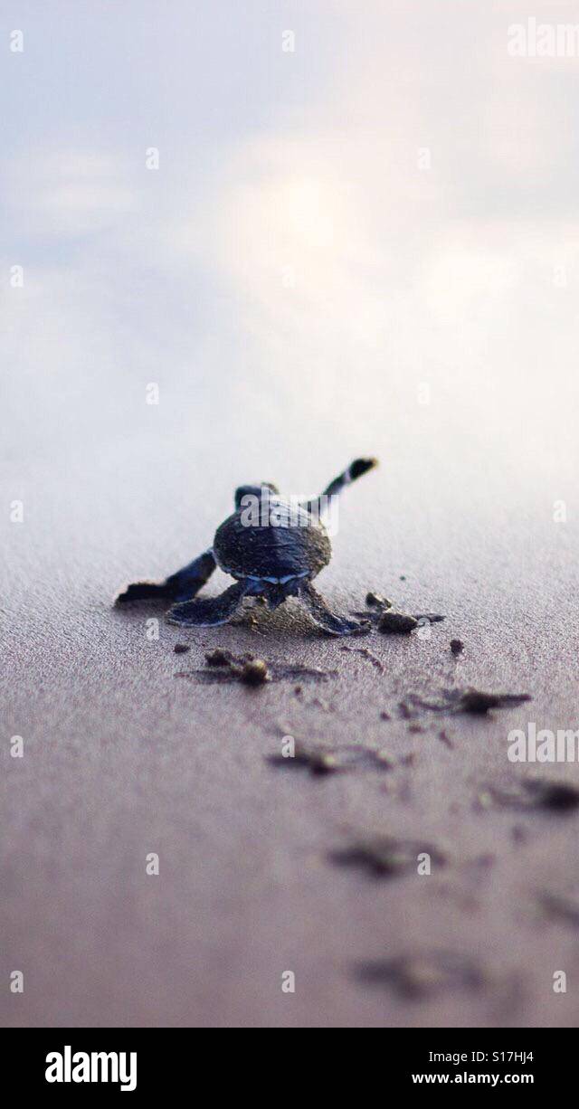 Little turtle walking lonely in search of water Stock Photo - Alamy