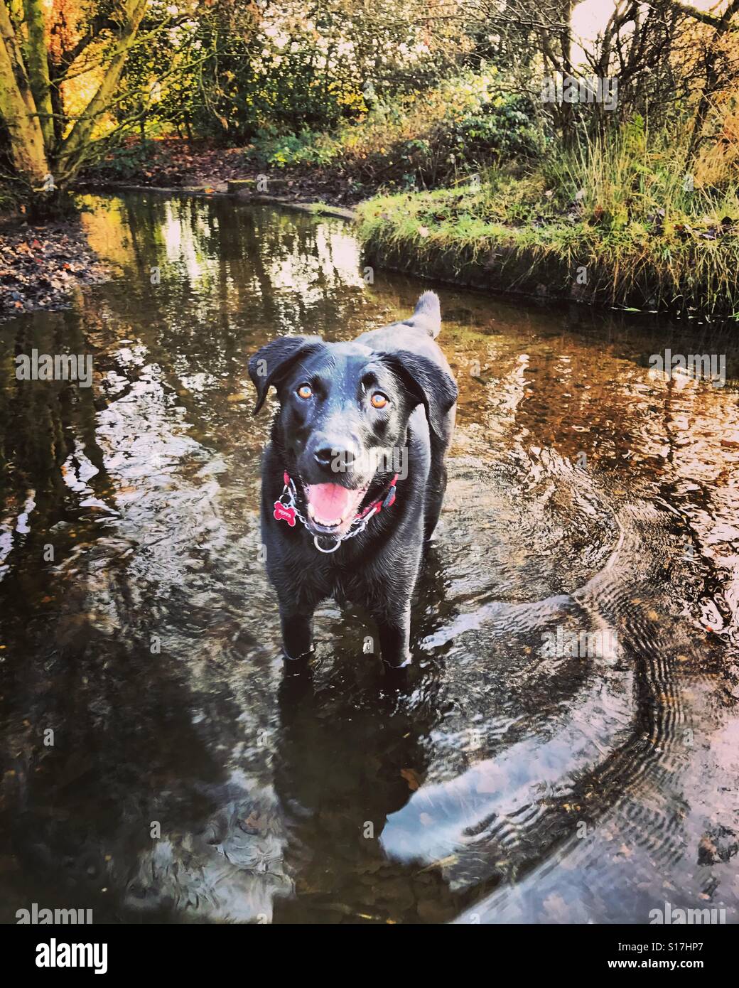 Dog in the stream hi-res stock photography and images - Alamy