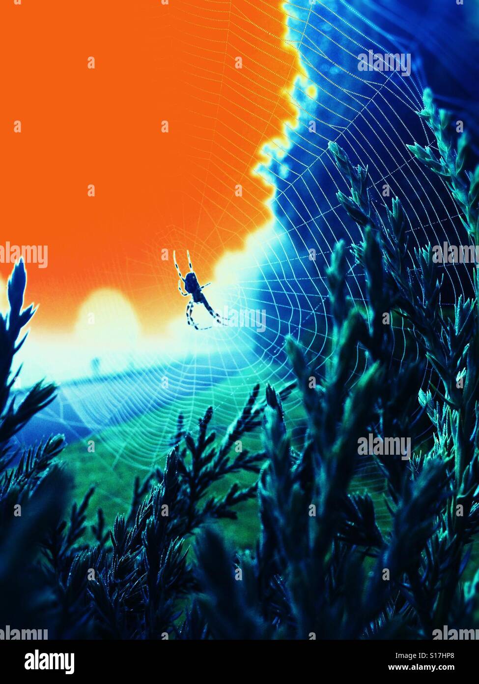 Alien plants hi-res stock photography and images - Alamy