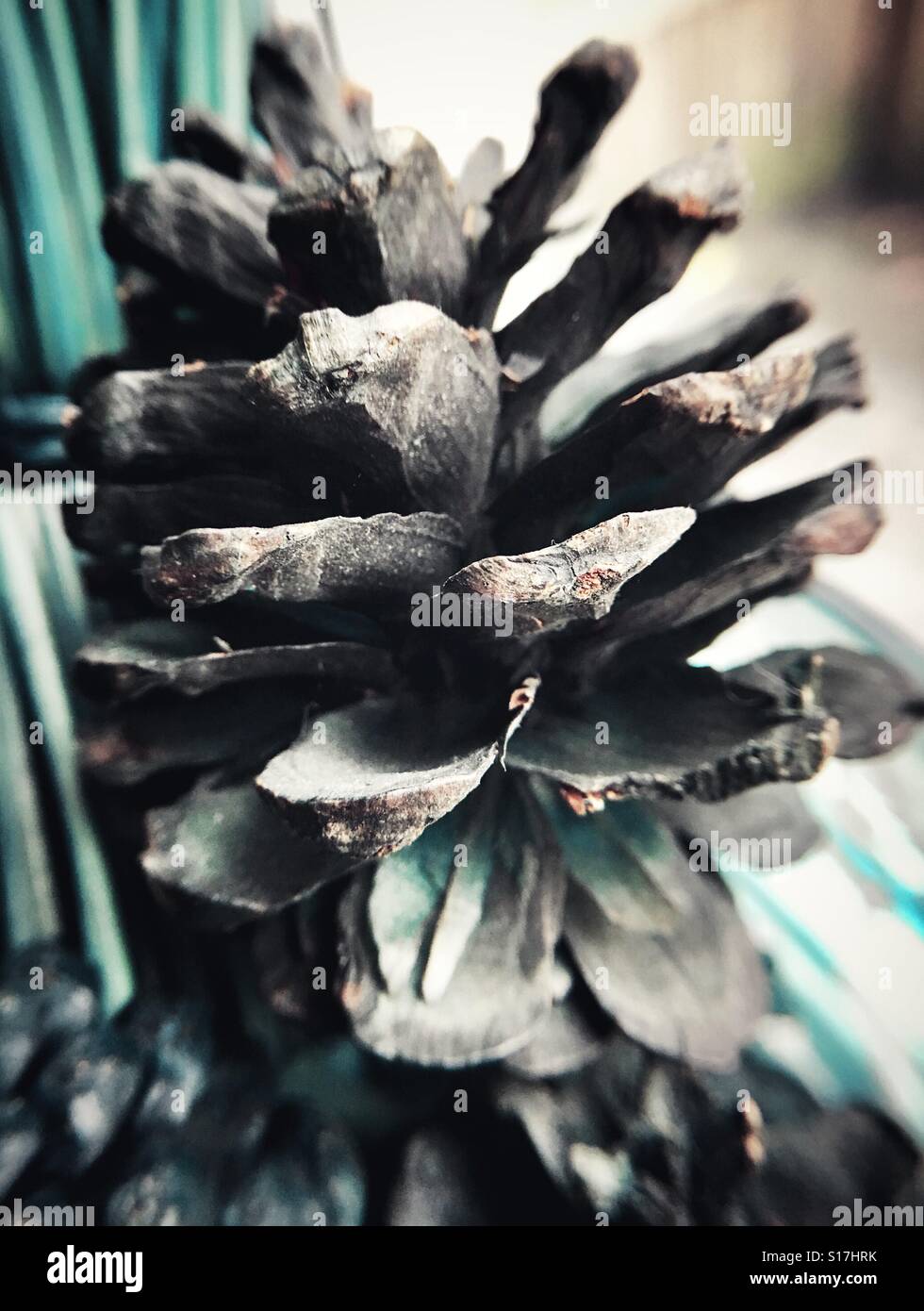 Plant pine hi-res stock photography and images - Alamy