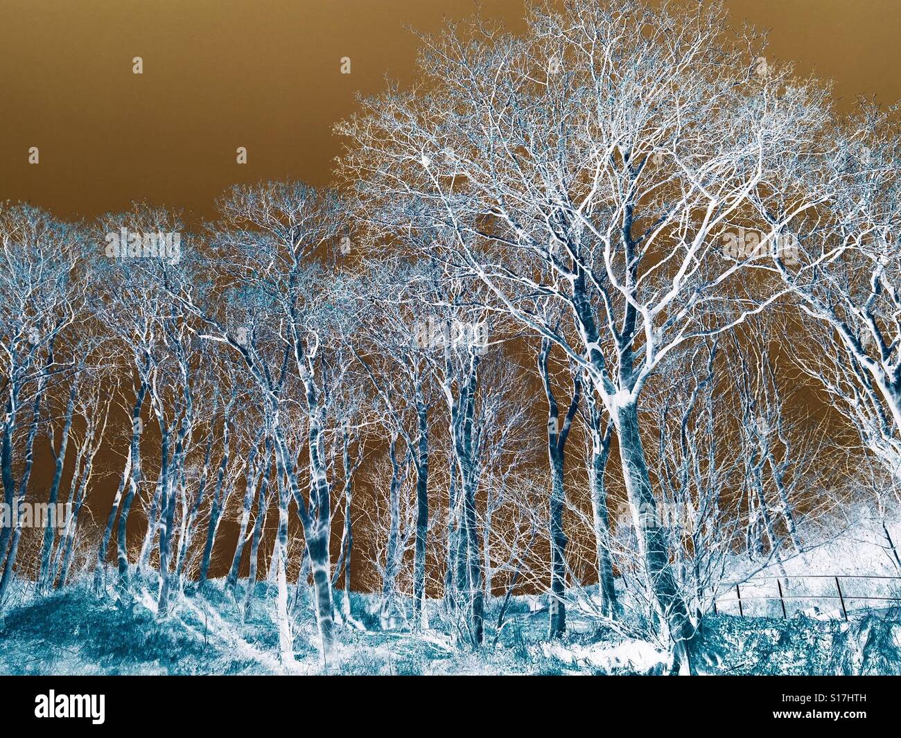 Inverted tree hi-res stock photography and images - Alamy