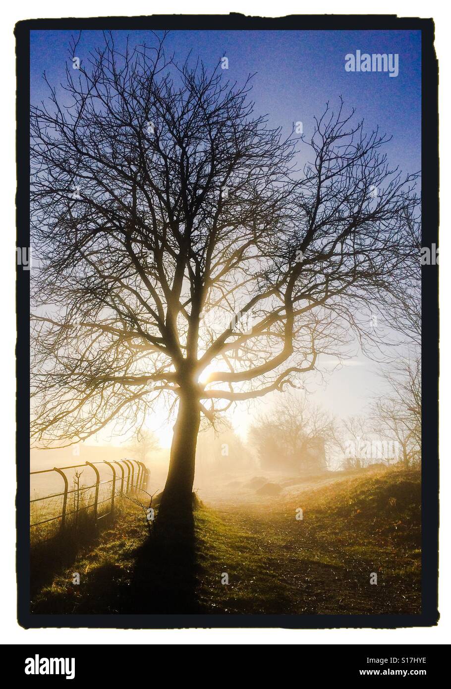Backlit tree hi-res stock photography and images - Alamy