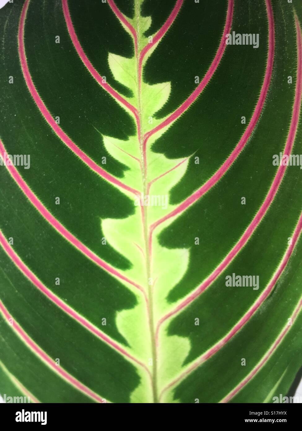 Patterned leaf hi-res stock photography and images - Alamy