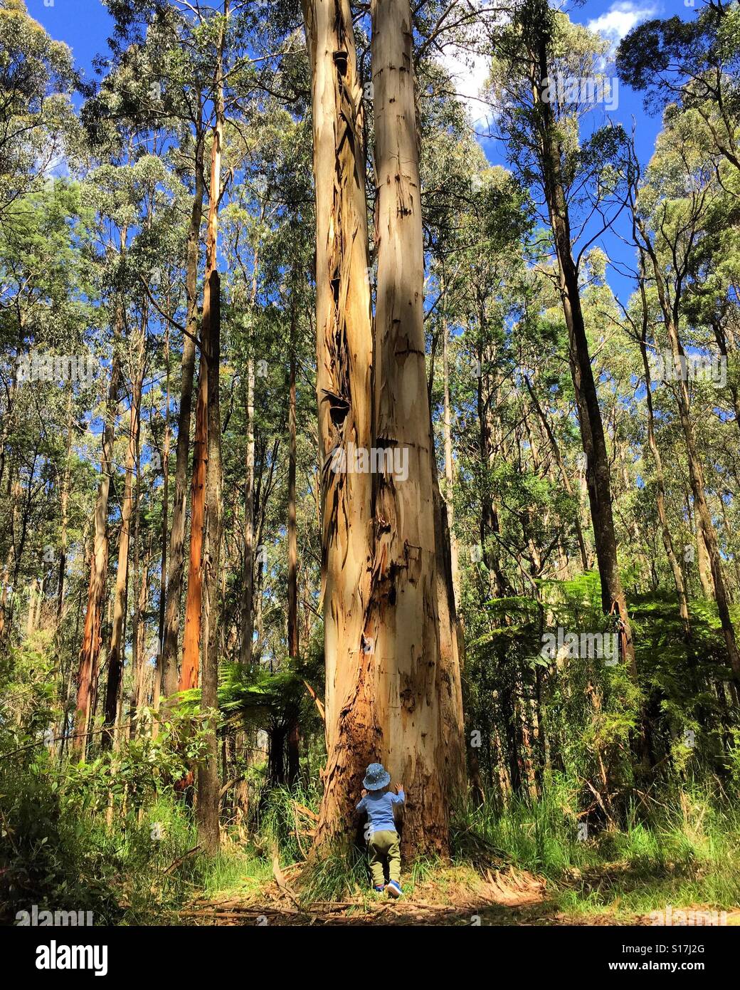 Little tree big tree hi-res stock photography and images - Alamy