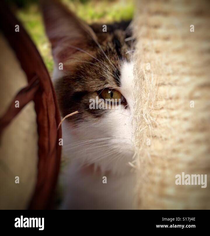 Keep an eye Stock Photo - Alamy