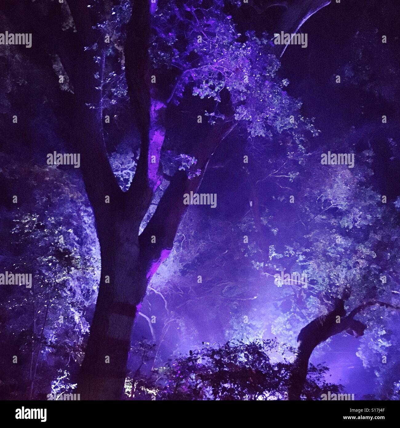 Purple trees at night Stock Photo - Alamy