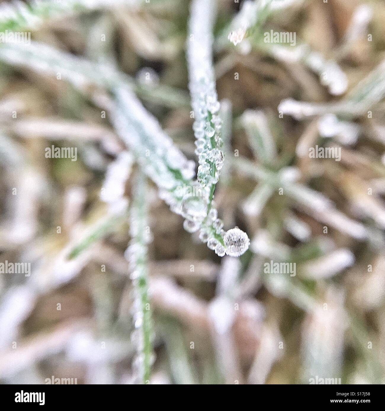 Marco grass hi-res stock photography and images - Alamy