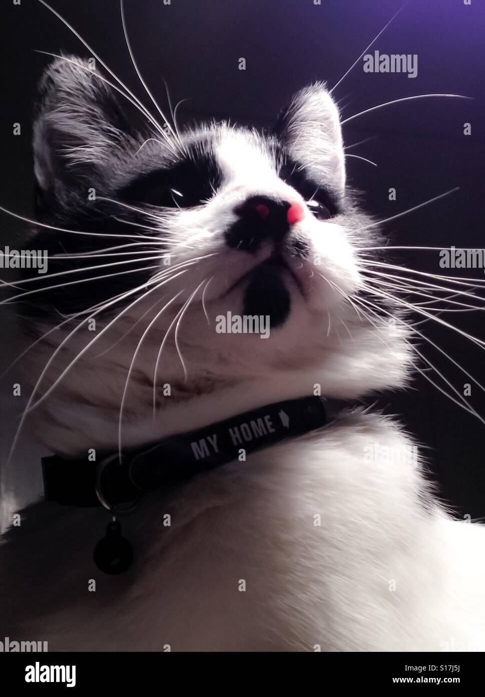 Bobby the cat hi-res stock photography and images - Alamy