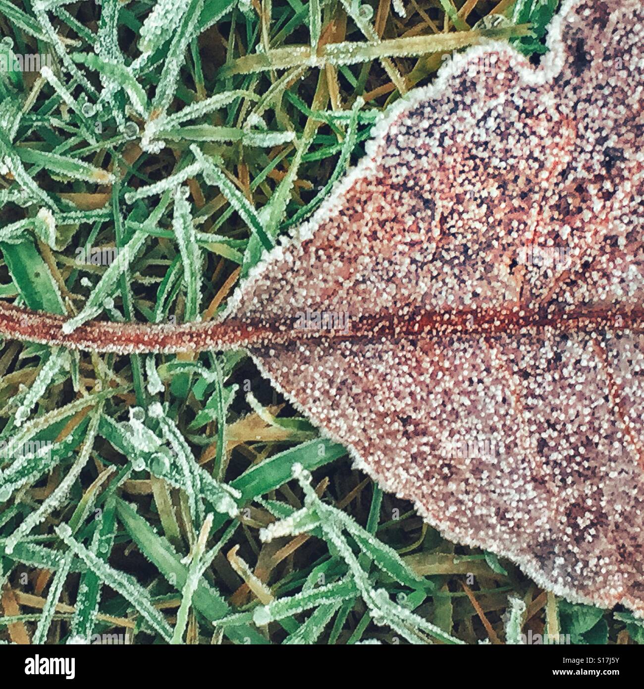 Bumps on the leaf hi-res stock photography and images - Alamy