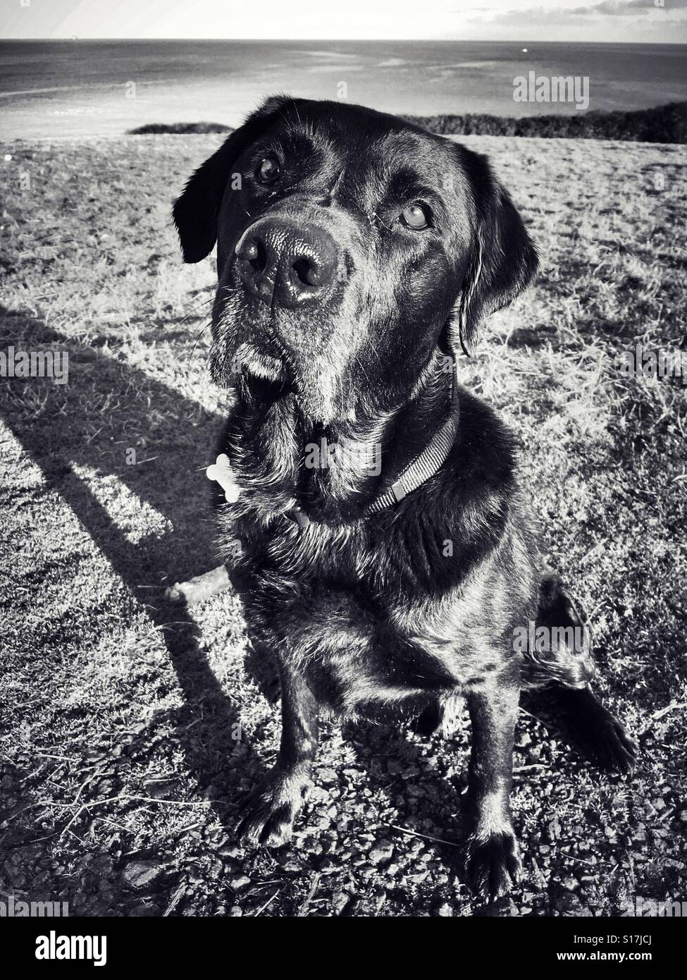 Black Labrador sat by the sea Stock Photo - Alamy