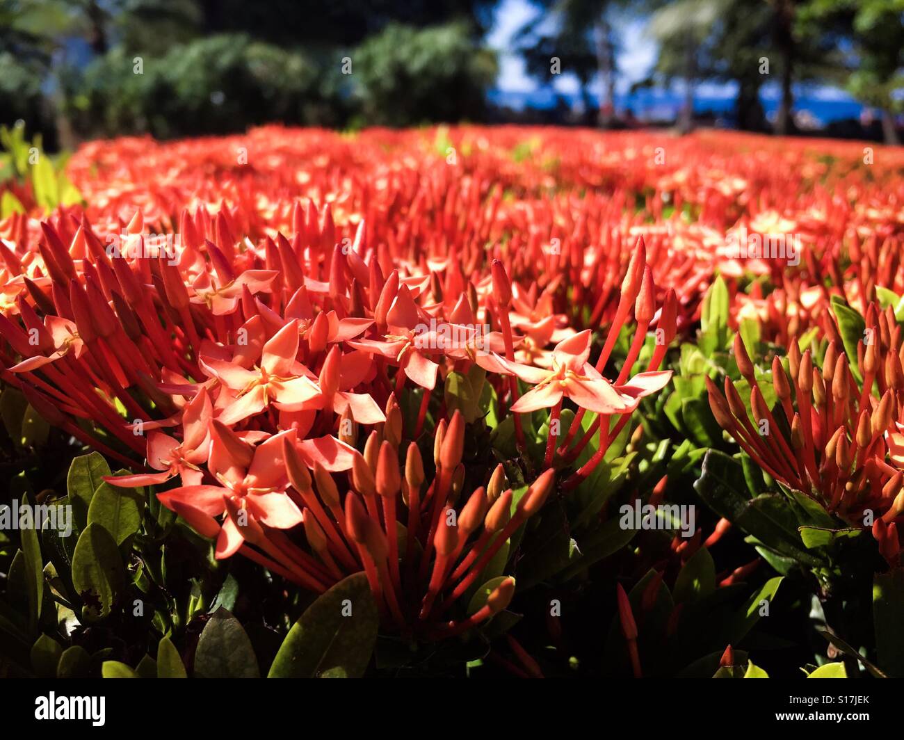 Red flower for wallpaper hi-res stock photography and images - Alamy