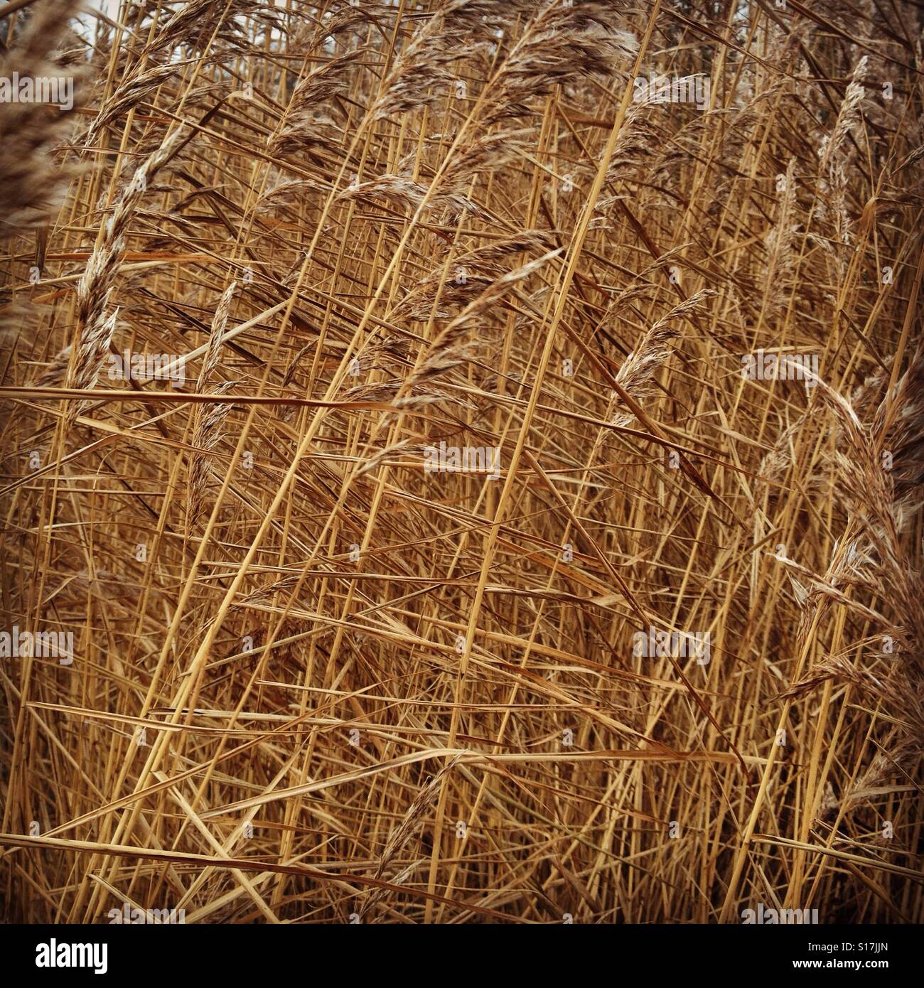 The golden rush hi-res stock photography and images - Alamy