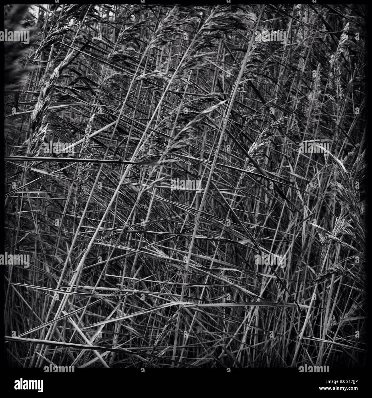 Rush rushes hi-res stock photography and images - Alamy