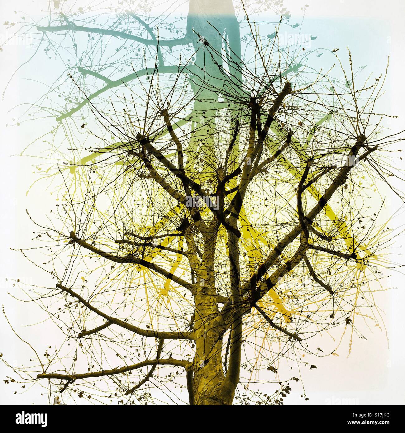 Image of a tree hi-res stock photography and images - Alamy