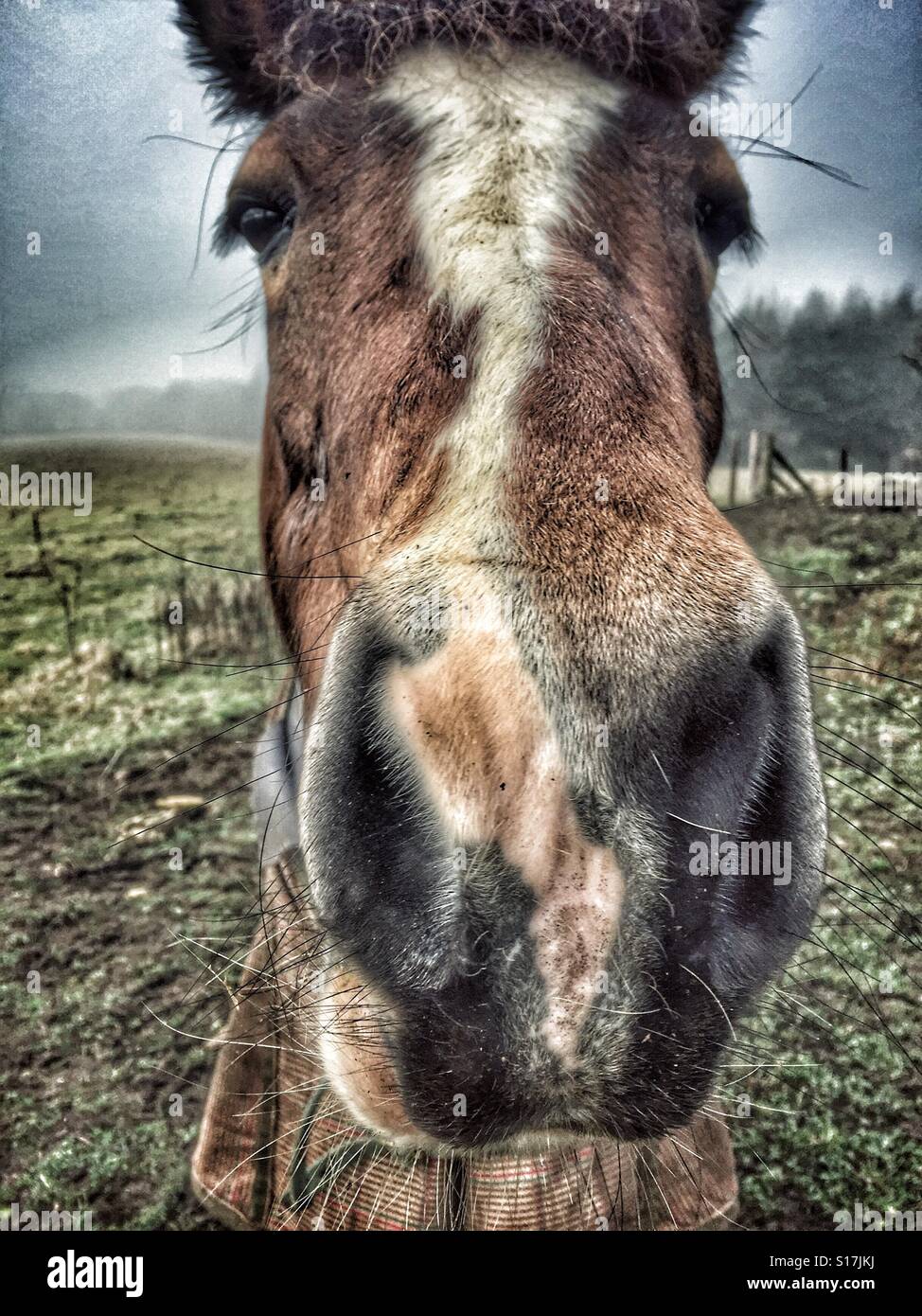 Pony close up Stock Photo - Alamy