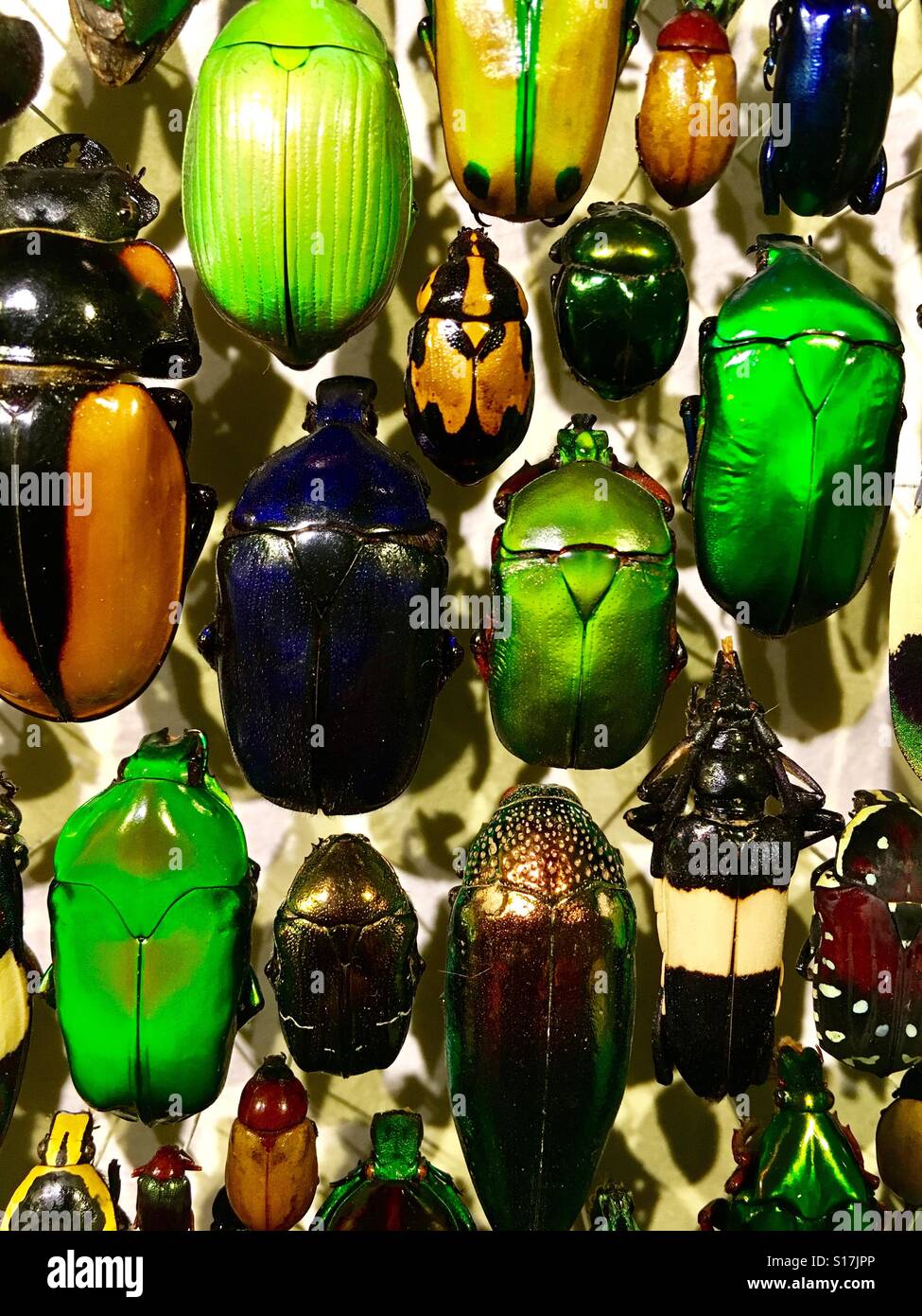 Colorful bugs hi-res stock photography and images - Alamy