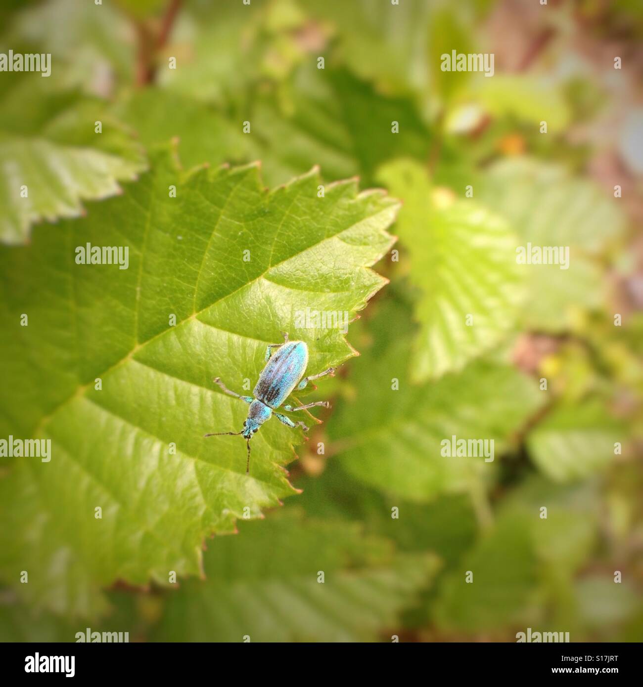 Little blue bug on a green leaf Stock Photo - Alamy
