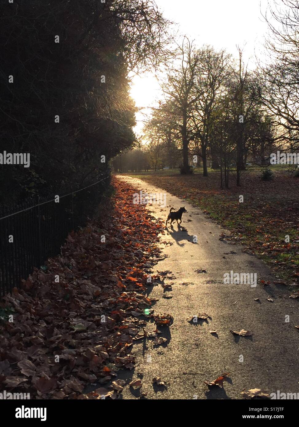 Dog walk london hi-res stock photography and images - Alamy