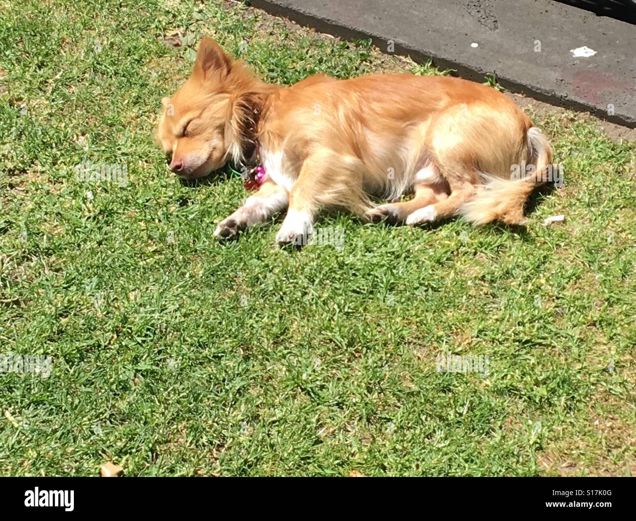 Dog sleeping in the sun Stock Photo - Alamy