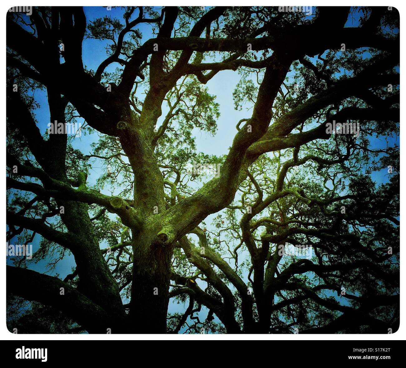 Georgia oak trees Stock Photo - Alamy