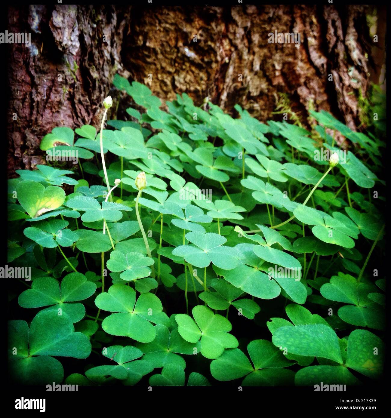Woods clover hi-res stock photography and images - Alamy