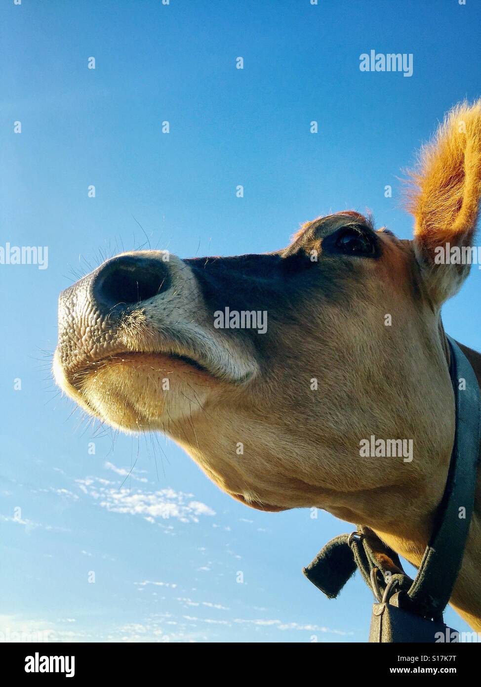 Collar on dairy cow hi-res stock photography and images - Alamy