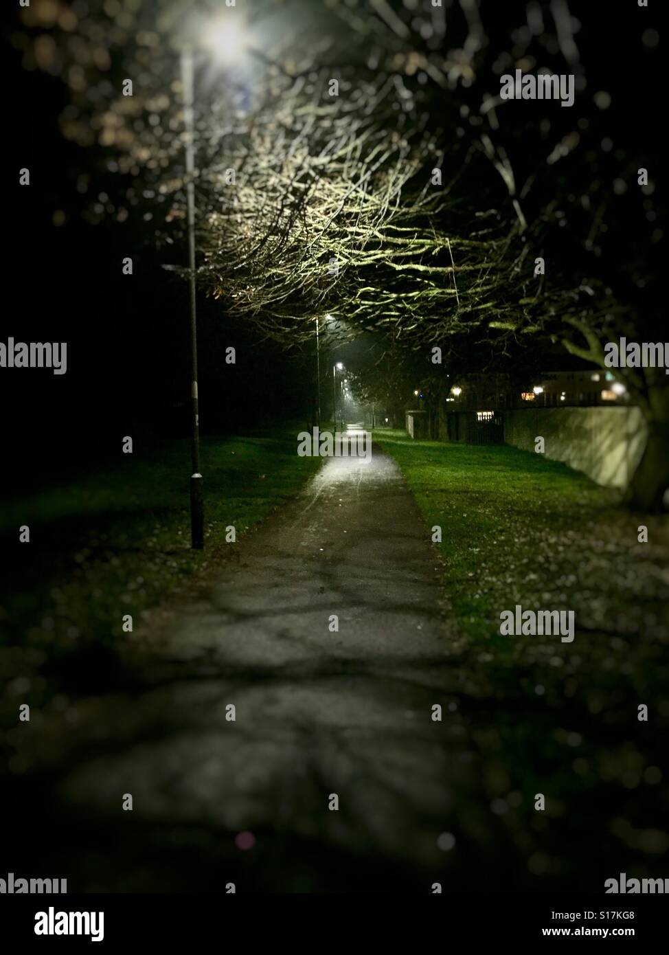 Creepy trees hi-res stock photography and images - Alamy