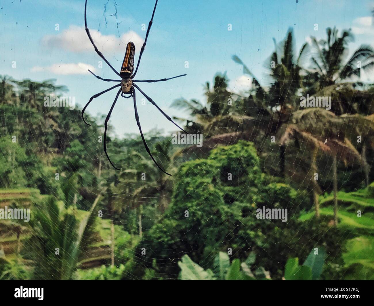 Coconut Spider High Resolution Stock Photography and Images - Alamy