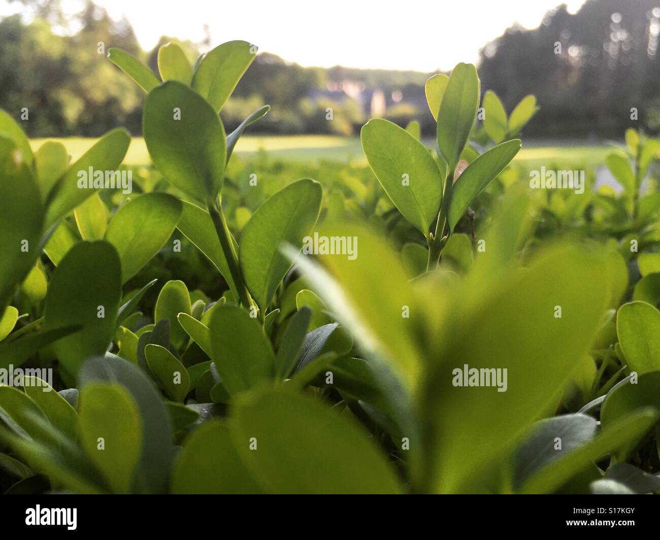 Irish bush hi-res stock photography and images - Alamy