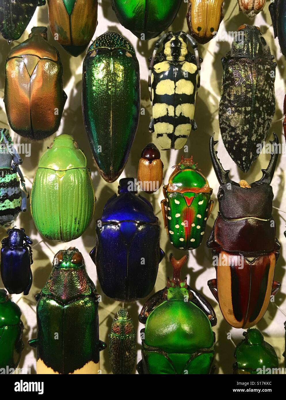 Insect display hi-res stock photography and images - Alamy