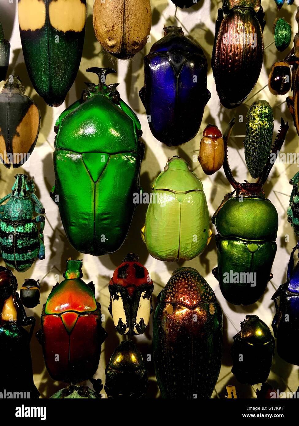 Insect display hi-res stock photography and images - Alamy